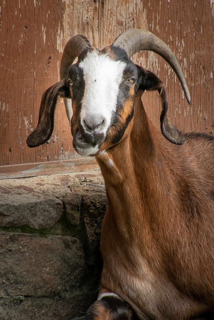 Trexler Nature Preserve & Lehigh Valley Zoo, Saturday October 26, 2019 ...