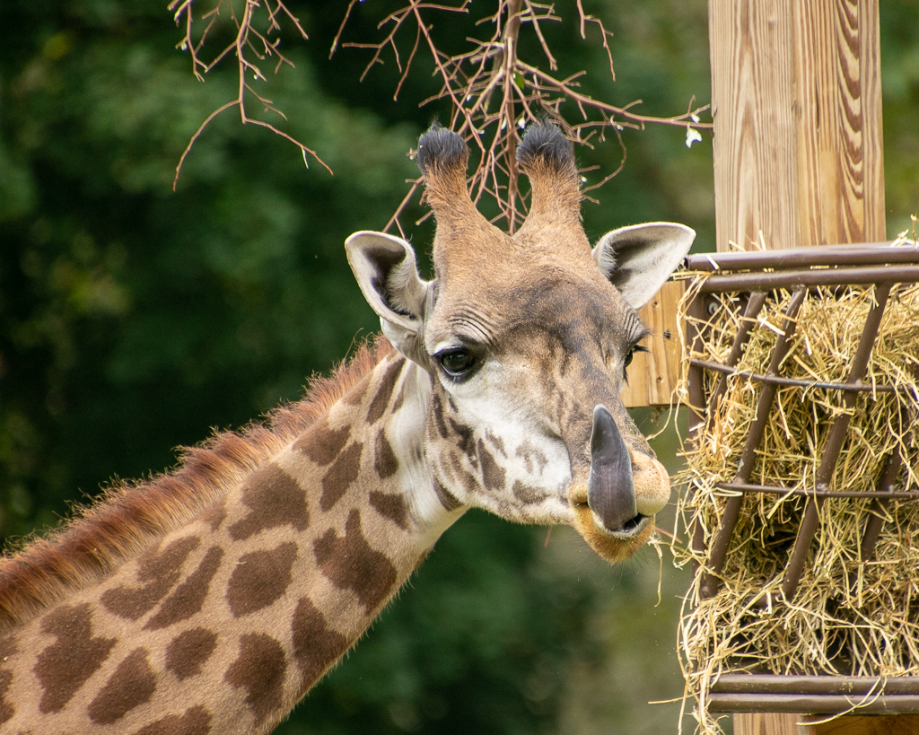 Trexler Nature Preserve & Lehigh Valley Zoo, Saturday October 26, 2019 ...