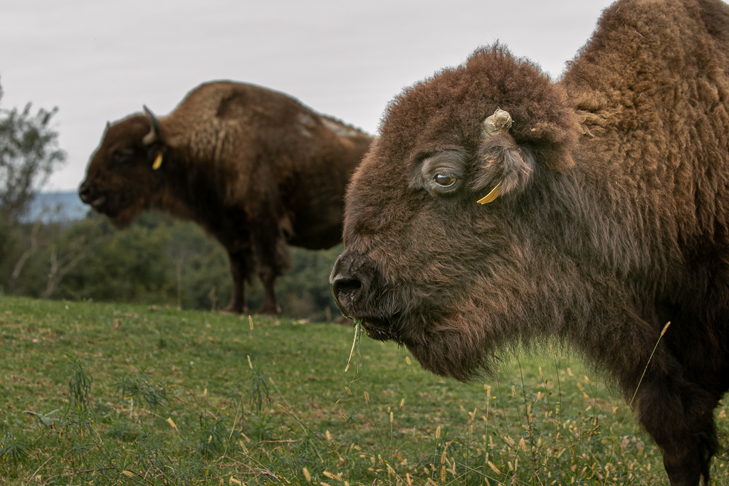 Trexler Nature Preserve & Lehigh Valley Zoo, Saturday October 26, 2019 ...