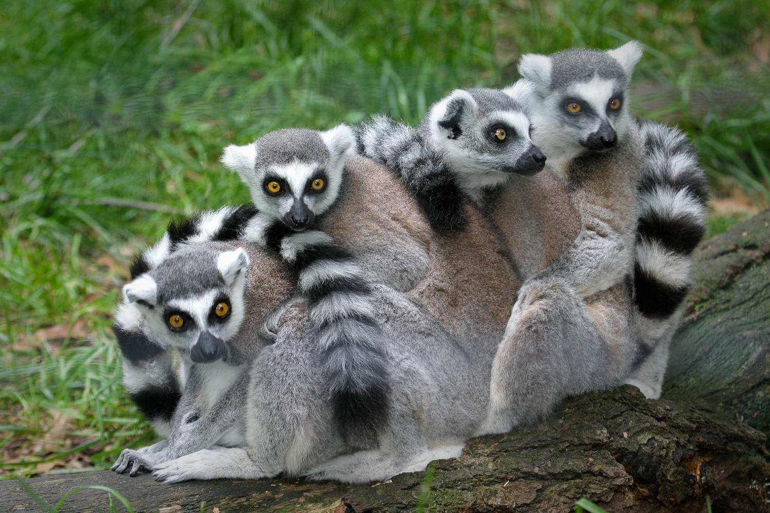 Silly Animals